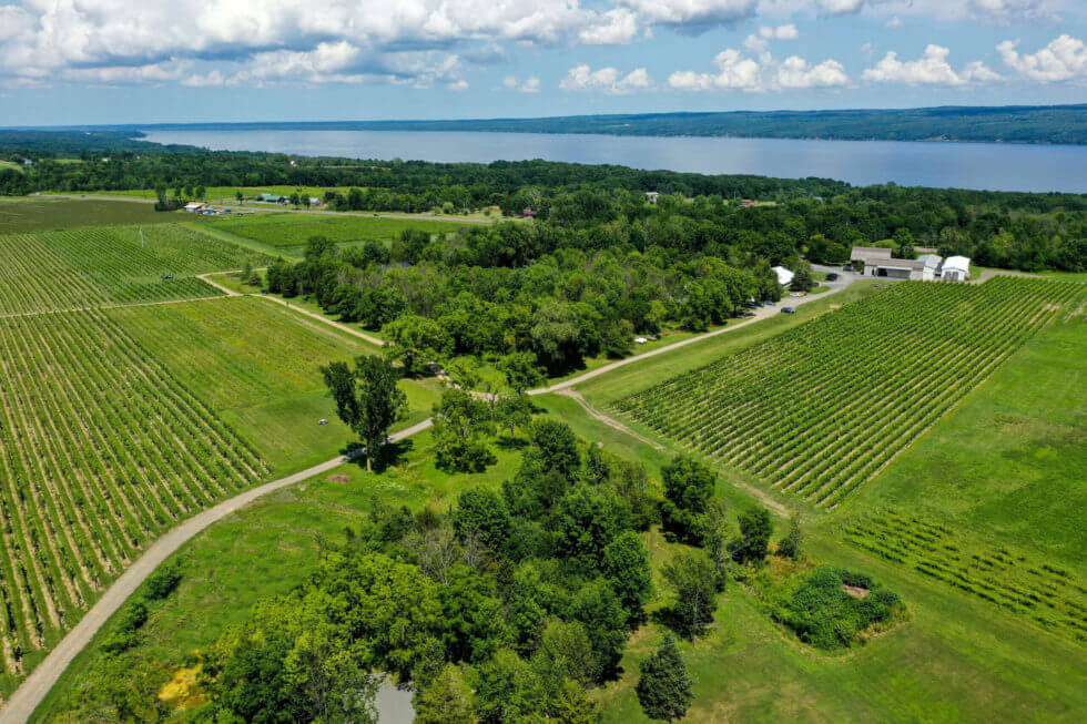 Estate Overview - Hermann J. Wiemer Vineyard