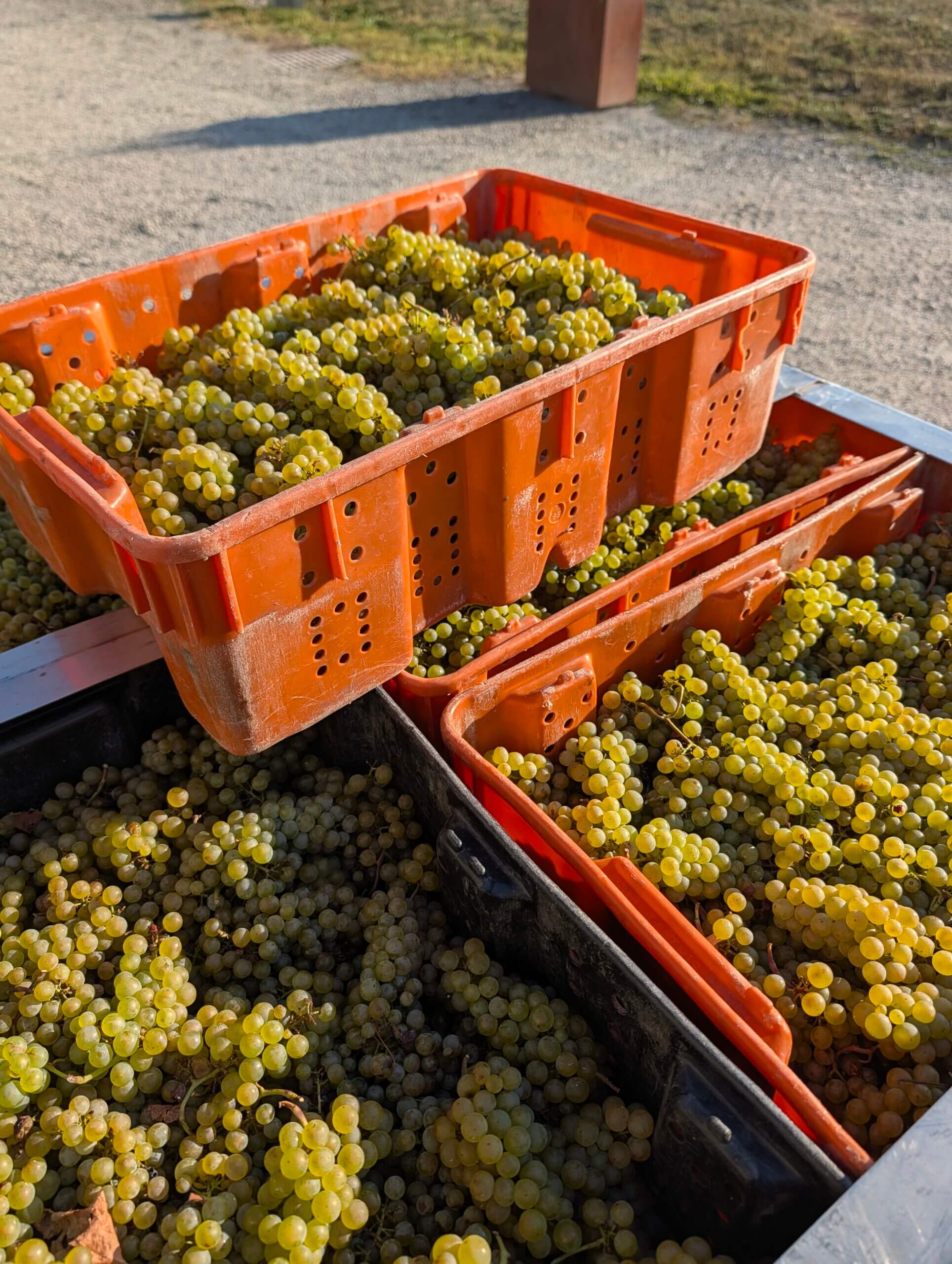 Hermann J. Wiemer Vineyard & Winery